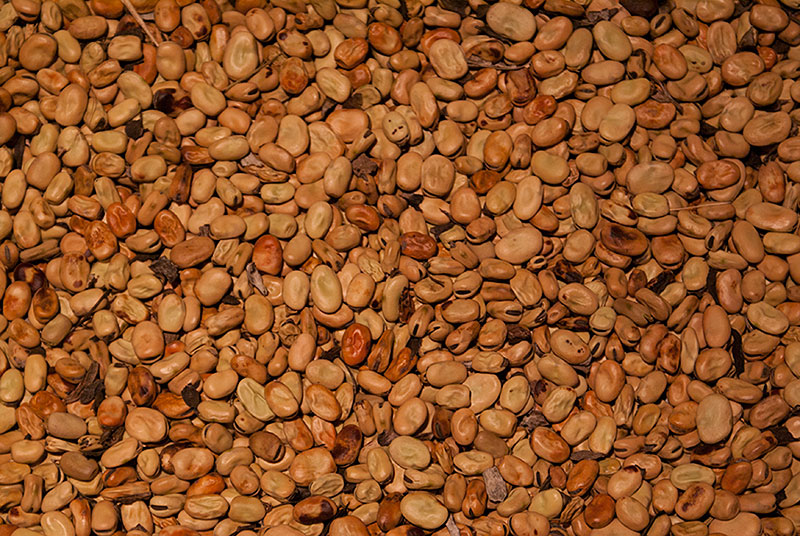 Fava Bean – Egyptian Ful — Bio