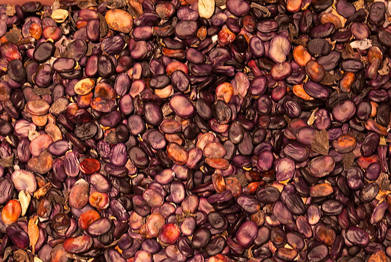 Fava Bean – Violetta — Bio