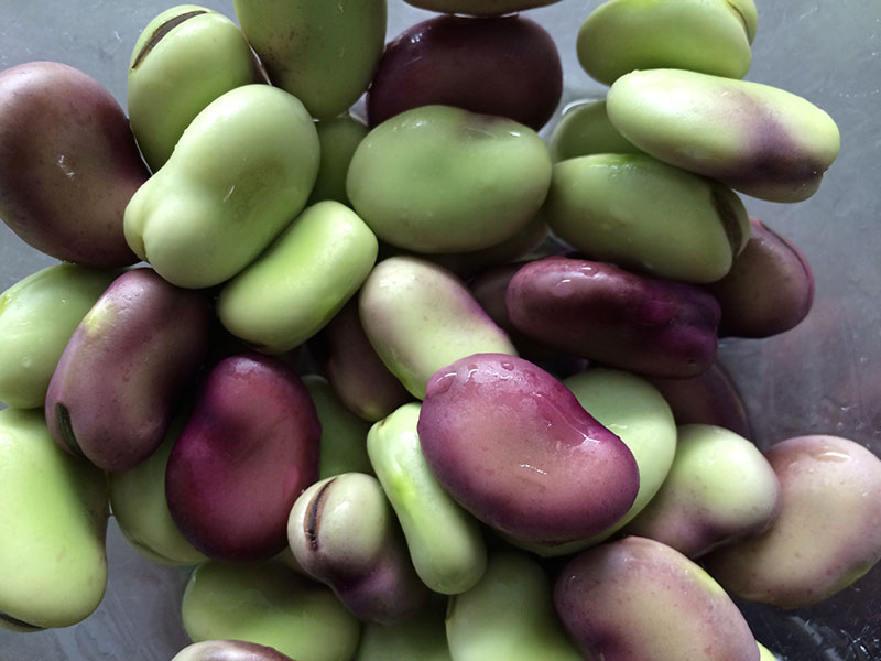 Fava Bean – Violetta — Bio