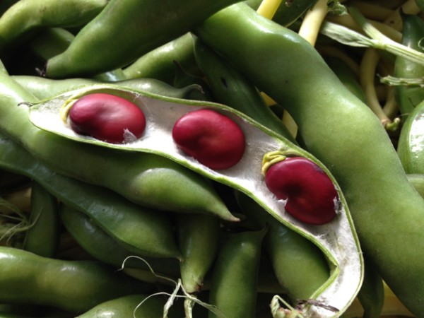 Fava Bean – Red Epicure — Bio