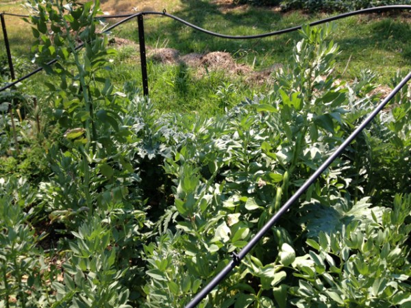 Fava Bean – Red Epicure — Bio