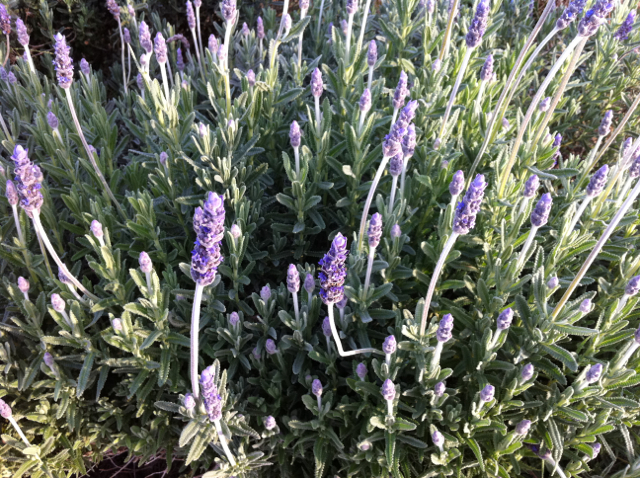 lavender — Bio