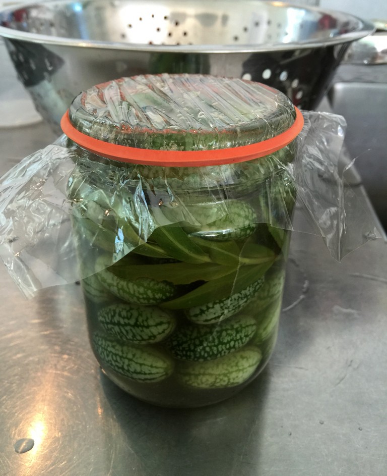 Pickled micro cucumbers — Bio