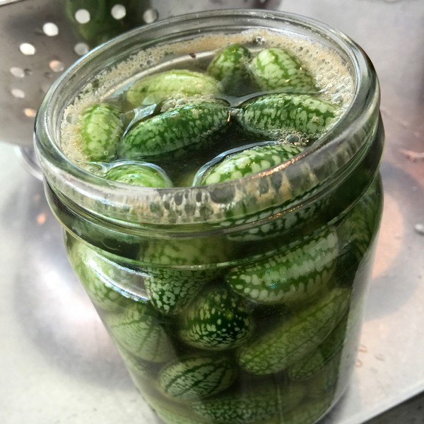 Pickled micro cucumbers — Bio