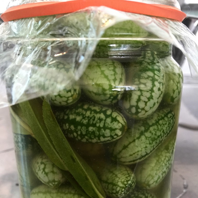 Pickled micro cucumbers — Bio