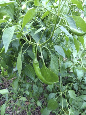 Aji amarillo — Bio