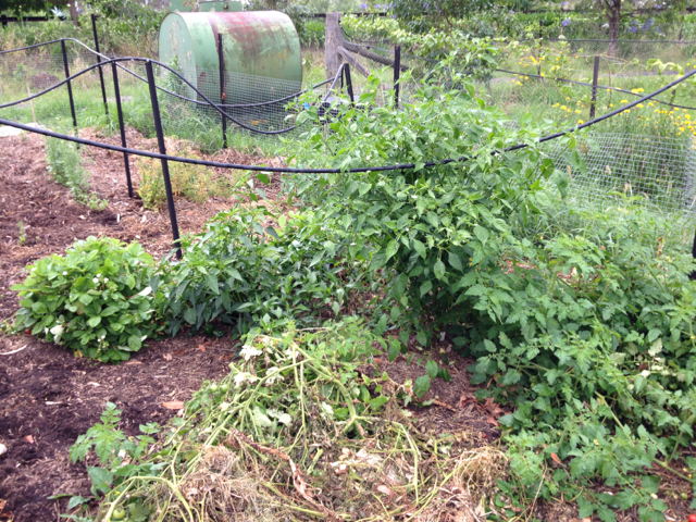 Aji amarillo — Bio