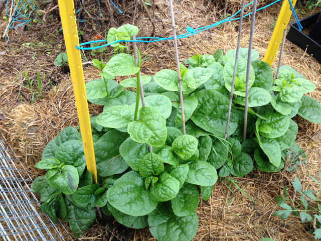 Basella alba — Bio