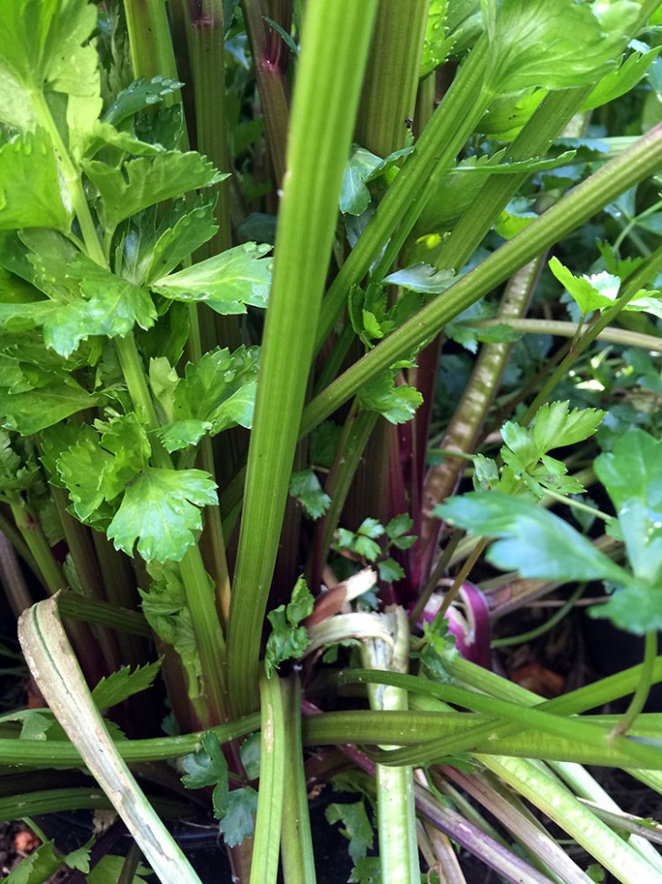 Red Stem Celery — Bio