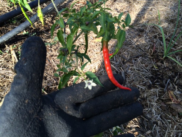 Chili – De Arbol — Bio