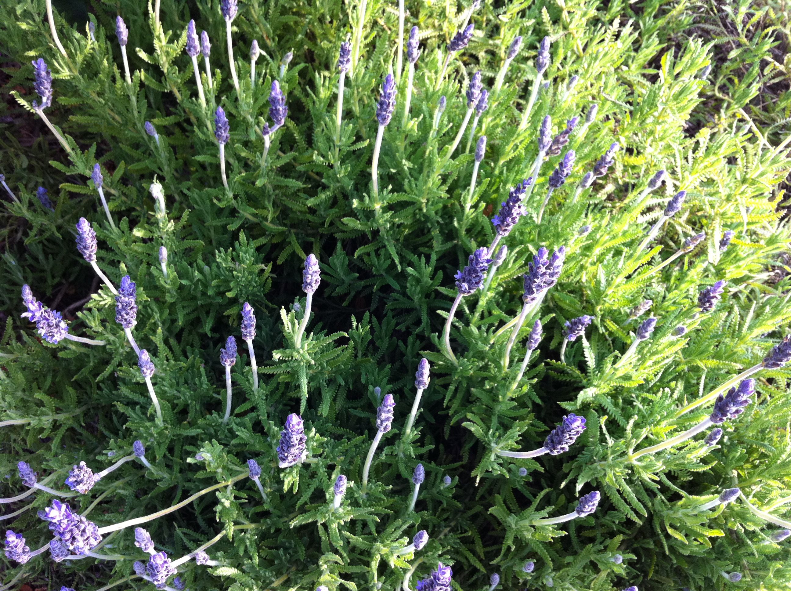 lavender — Bio