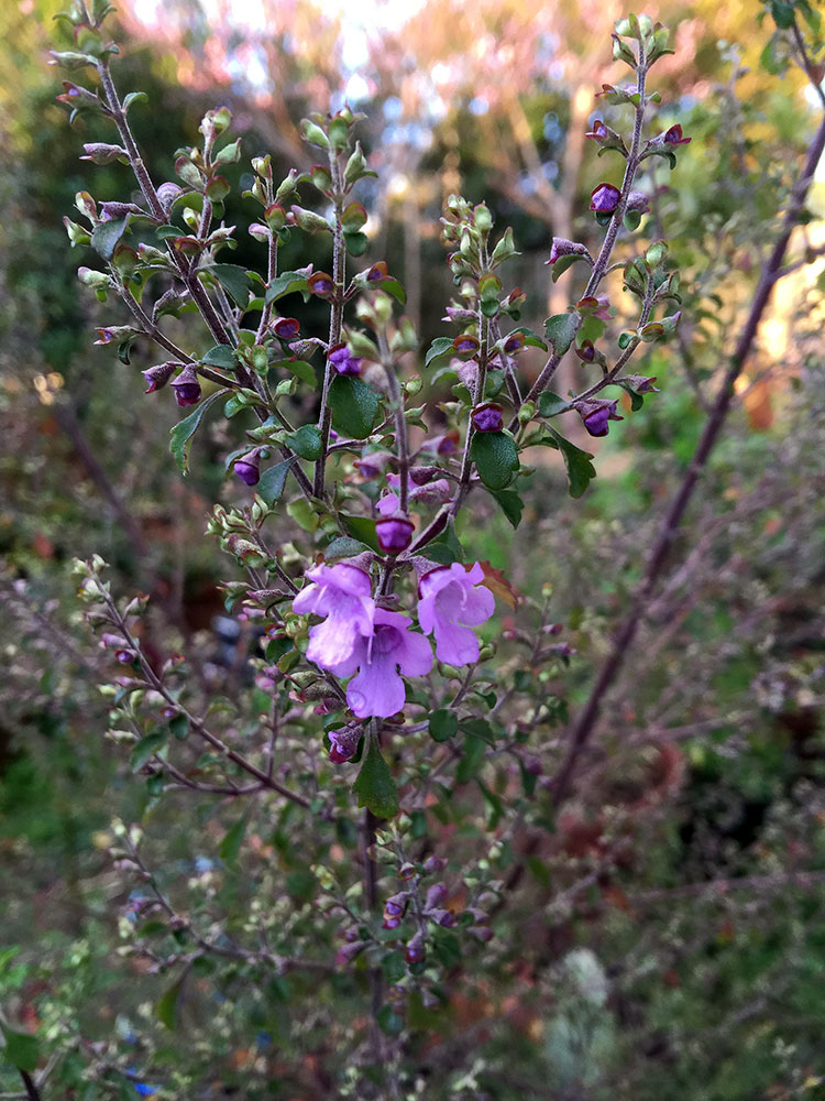 Prostanthera incisa — Bio