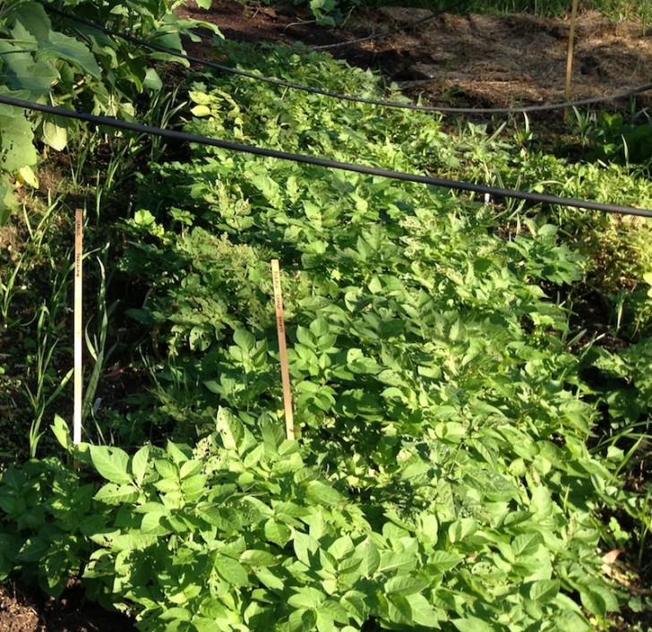 Purple Congo potato — Bio