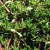 Purslane – Portulaca oleracea — Bio