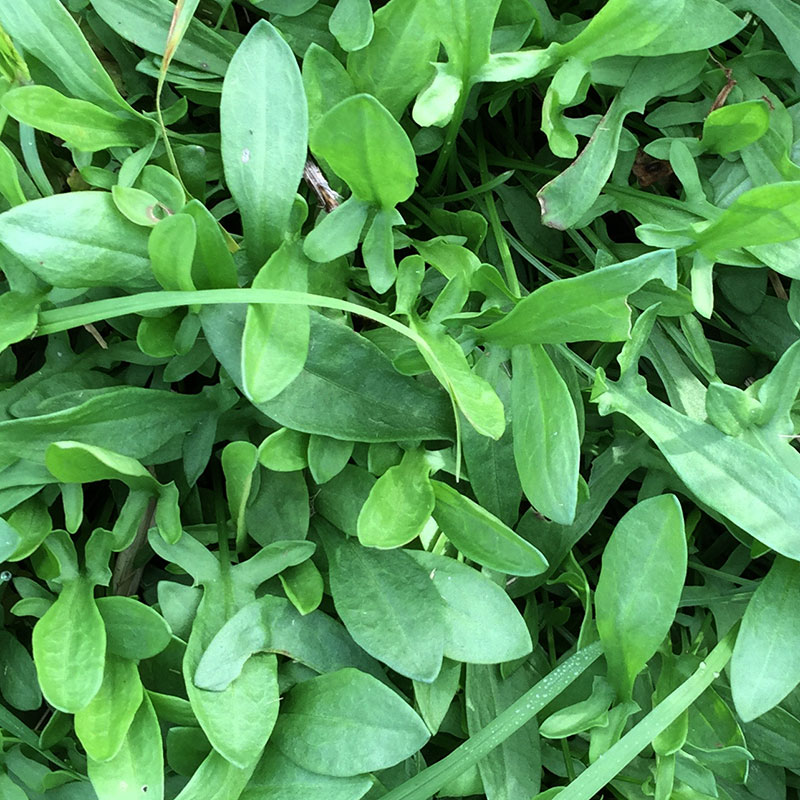 Sheep Sorrel Seeds