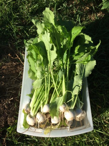 White turnips — Bio